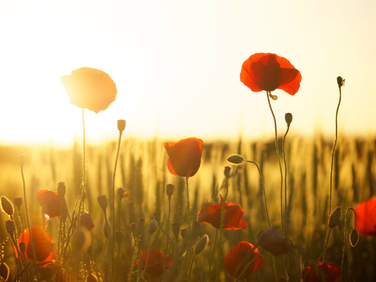 Liste complète des Aliments Acides / Acidifiants / Alcalins et Basiques